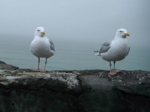 Dingle Ireland – Day 2 of our 7 day road trip | Exploramum