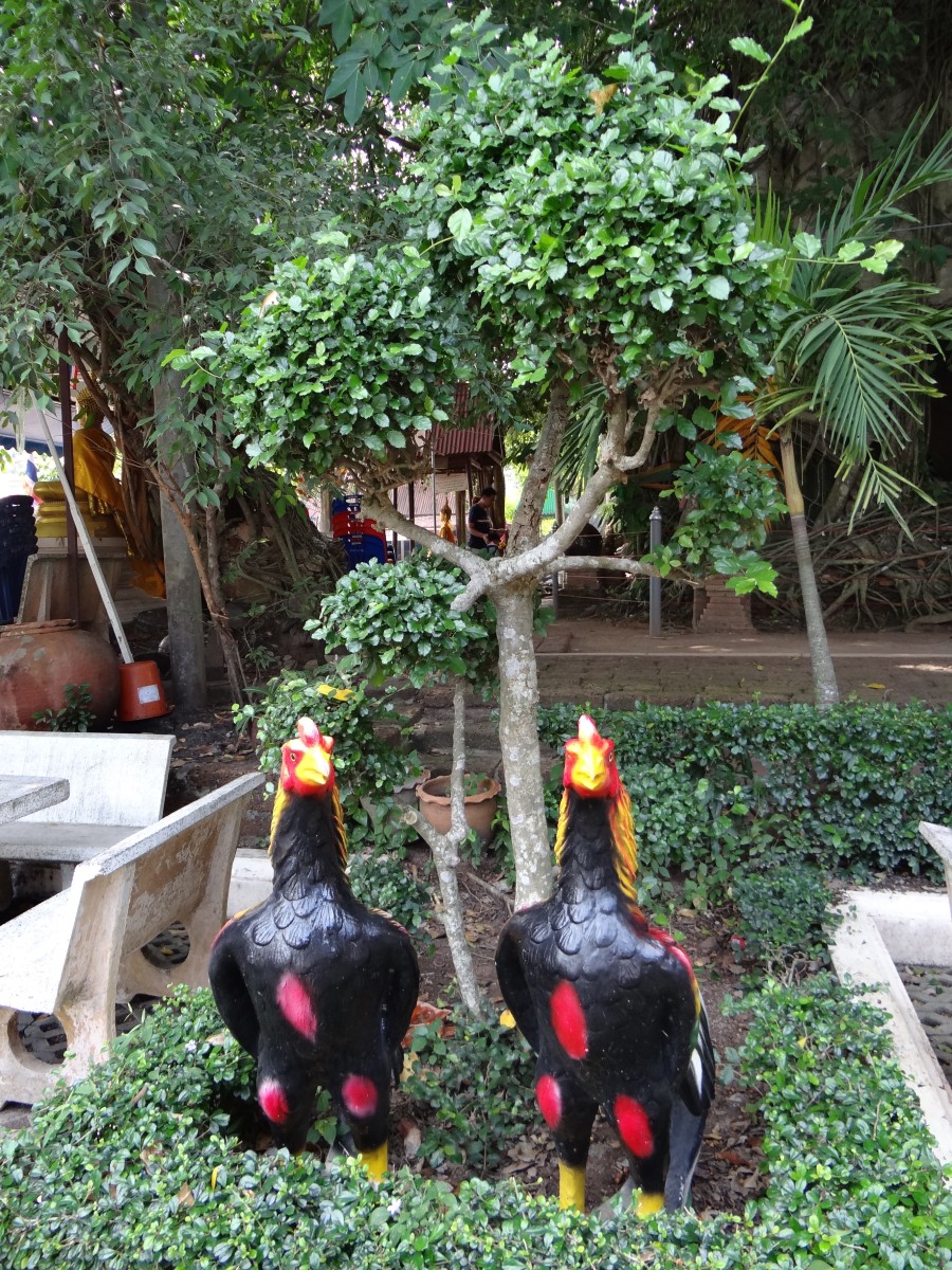 A Temple In A Tree In Thailand | Exploramum