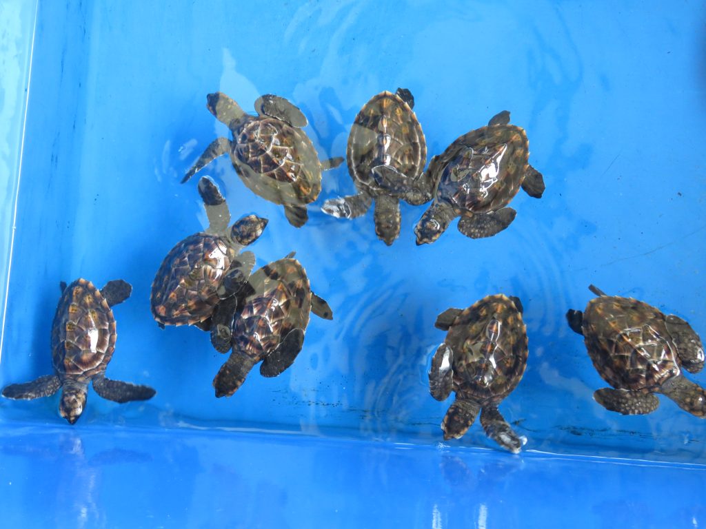 Top 10 Family Resorts in Batam and Bintan Indonesia | Exploramum